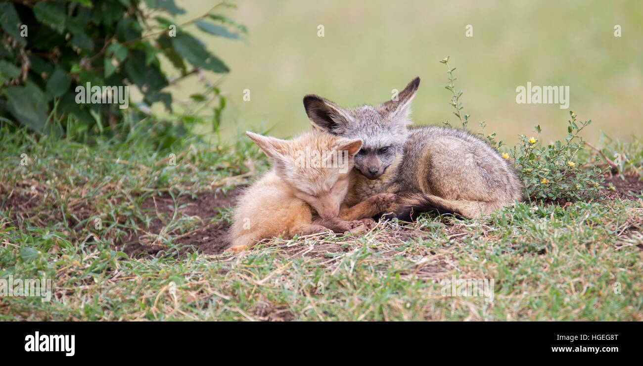 Bat-eared fox pups at the den entrance, one an albino, Mara Naboisho ...