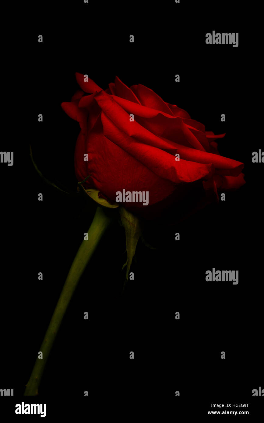Red Rose Kissed with Light against a black background. The rose from ...