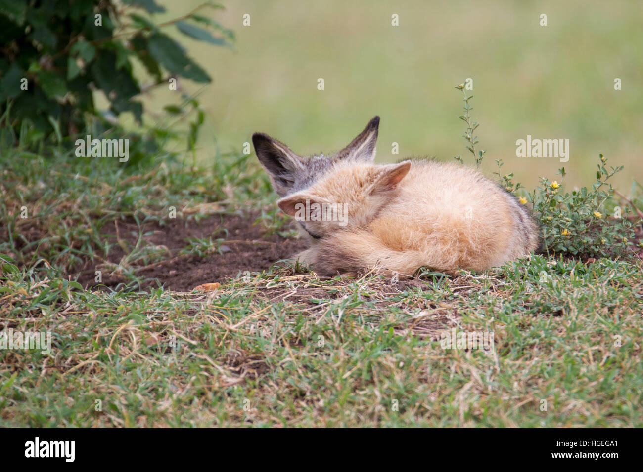 Bat-eared fox pups at the den entrance, one an albino, Mara Naboisho ...