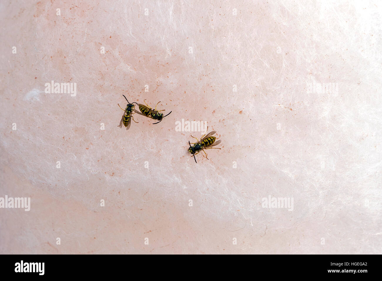 Candy floss hi-res stock photography and images - Alamy