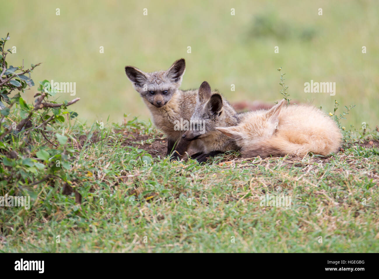 Bat eared fox pups hi-res stock photography and images - Alamy