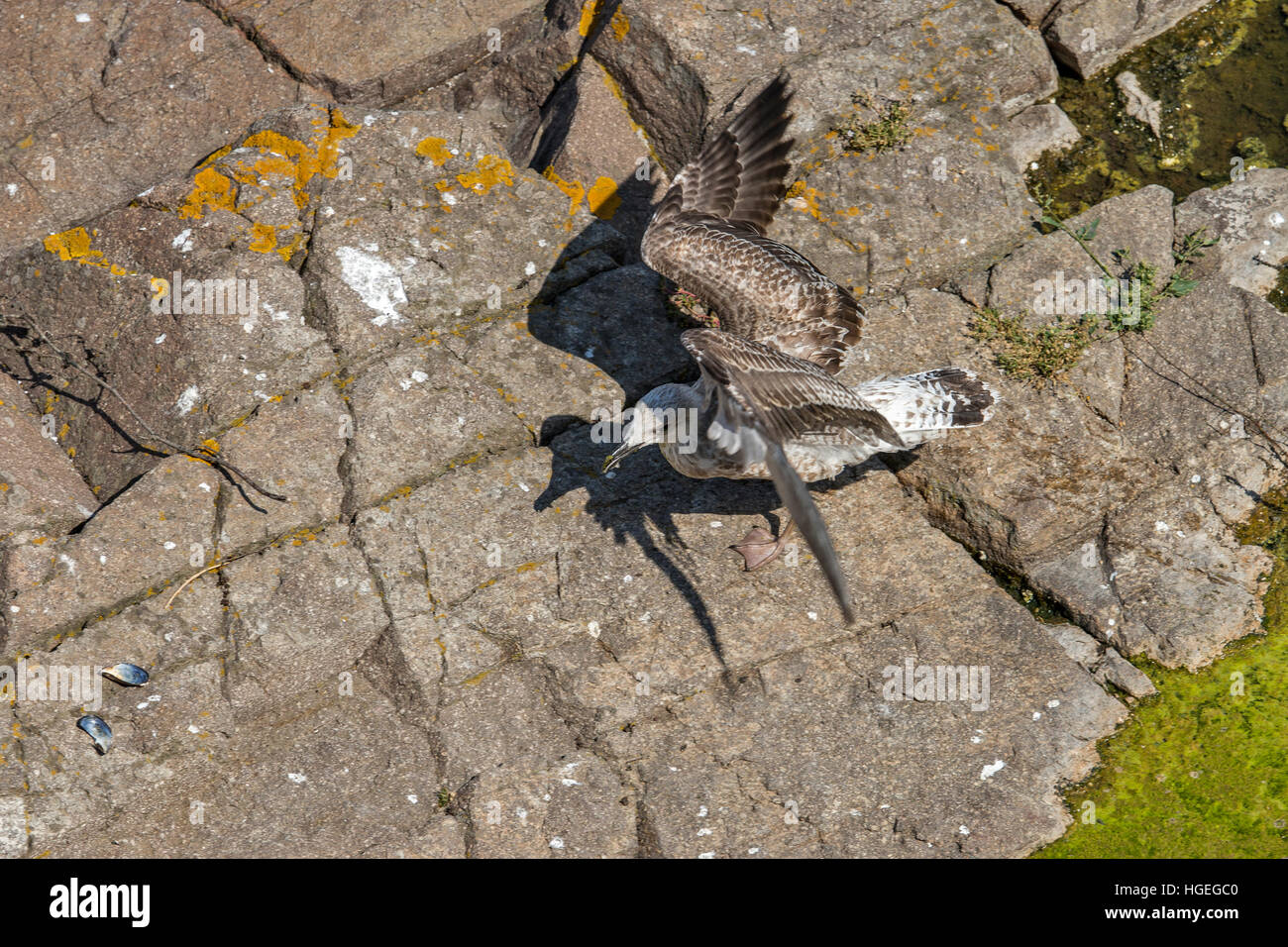 Dirty seagull hi-res stock photography and images - Alamy