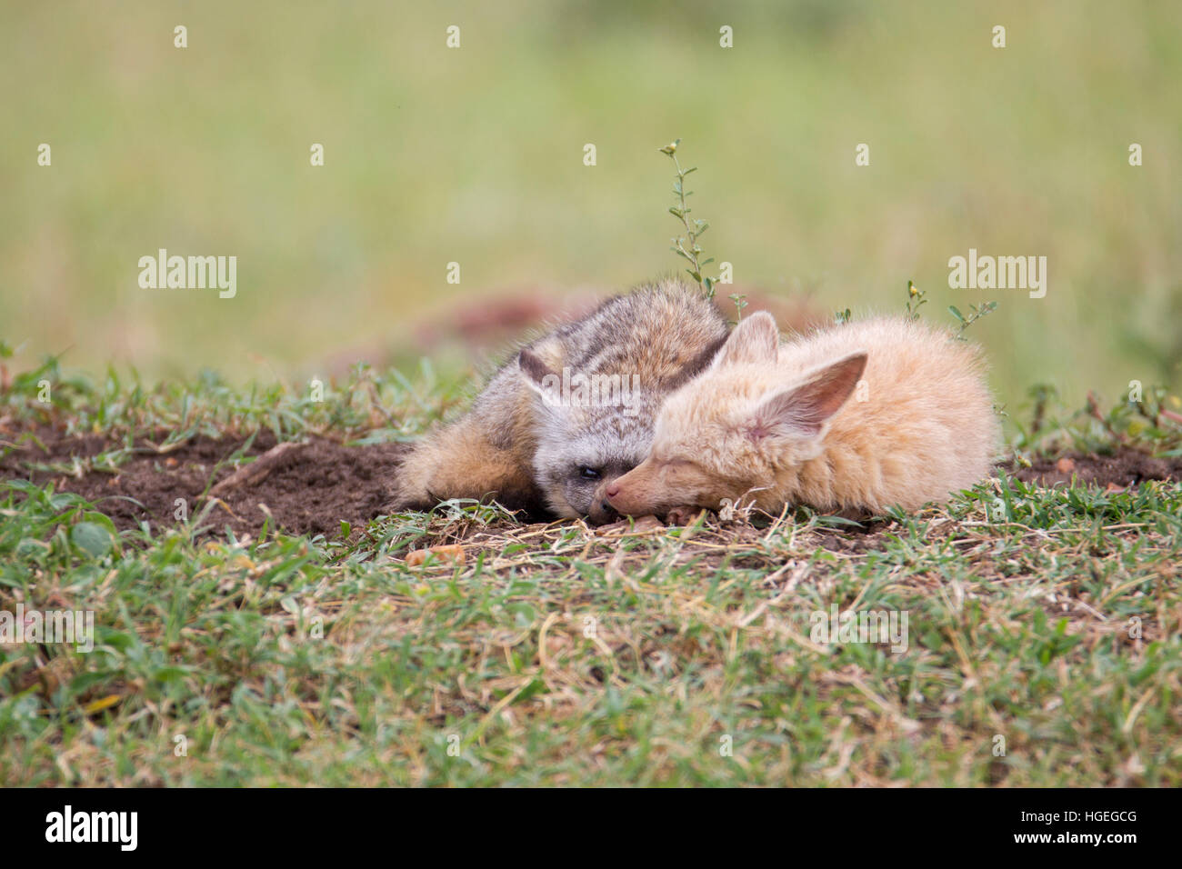 Bat-eared fox pups at the den entrance, one an albino, Mara Naboisho ...