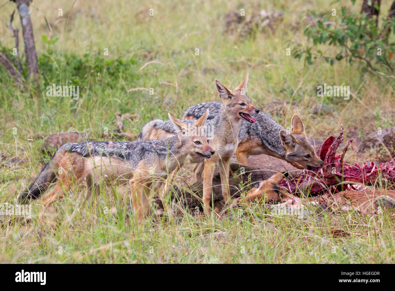 Grey jackals hi-res stock photography and images - Alamy