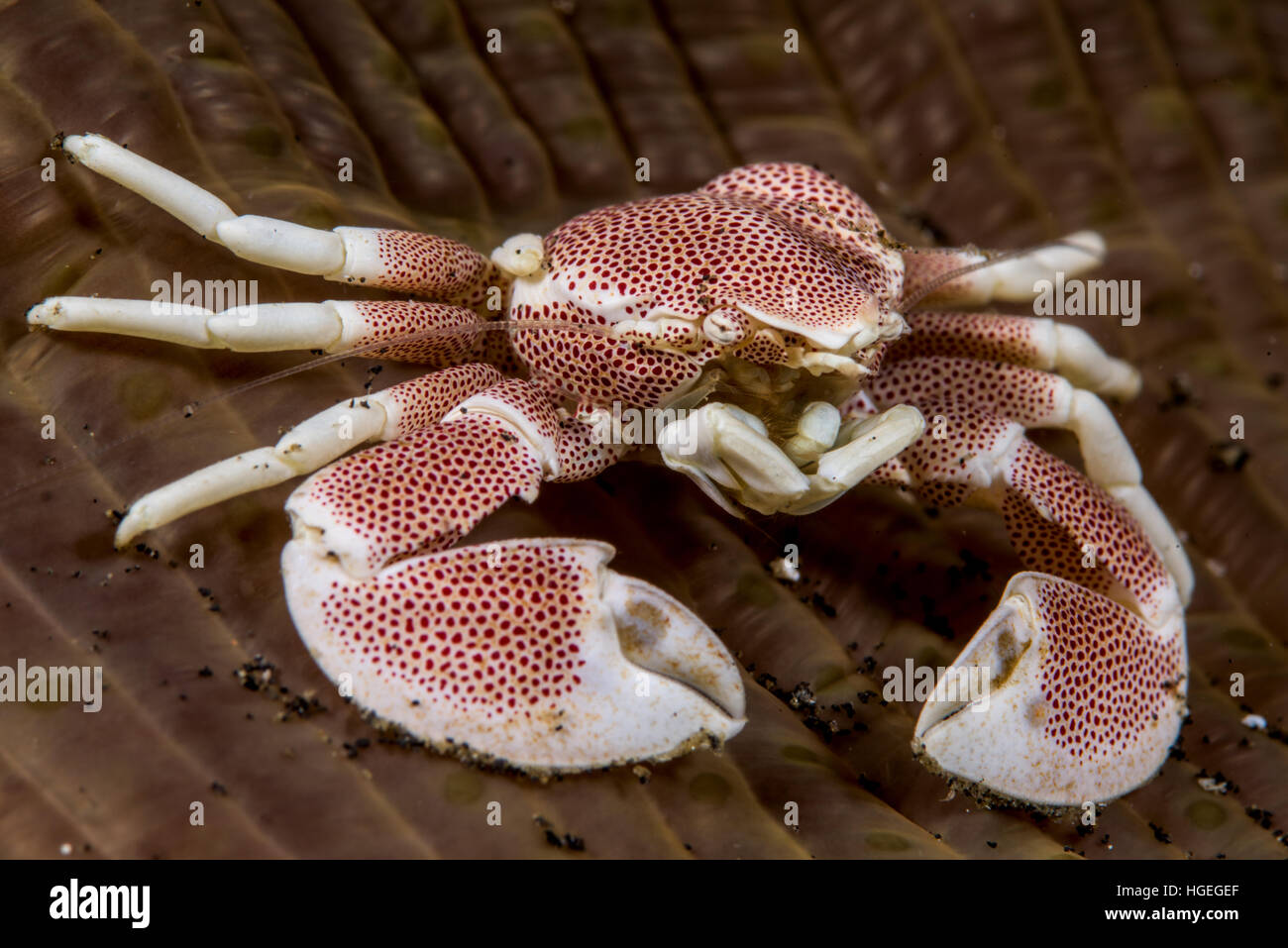 Seaanemones hi-res stock photography and images - Alamy
