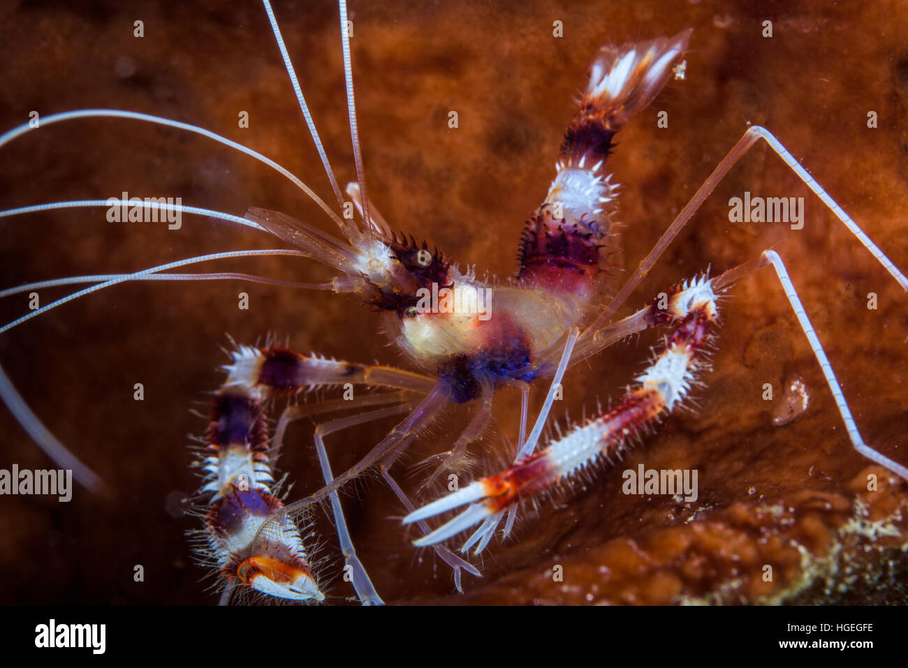 Banded coral shrimp hi-res stock photography and images - Alamy