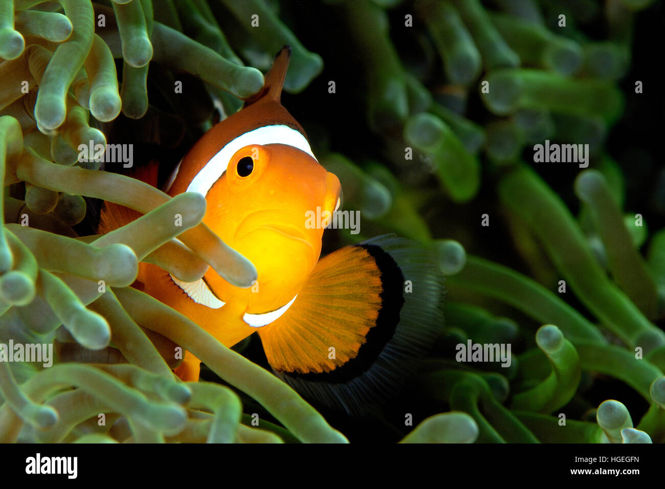Clownfish behavior hi-res stock photography and images - Alamy