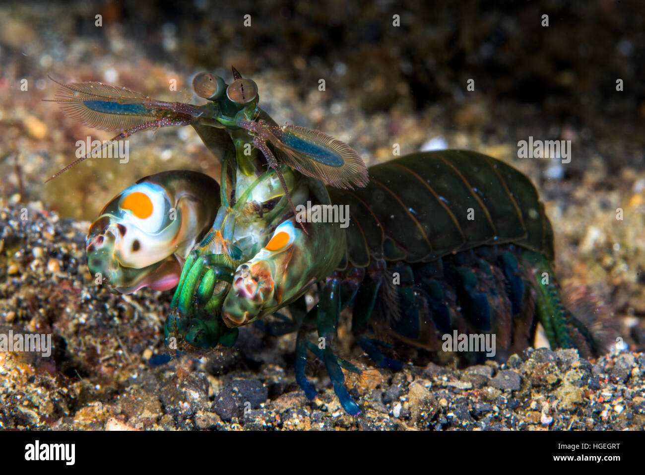 Mantis shrimp hi-res stock photography and images - Alamy