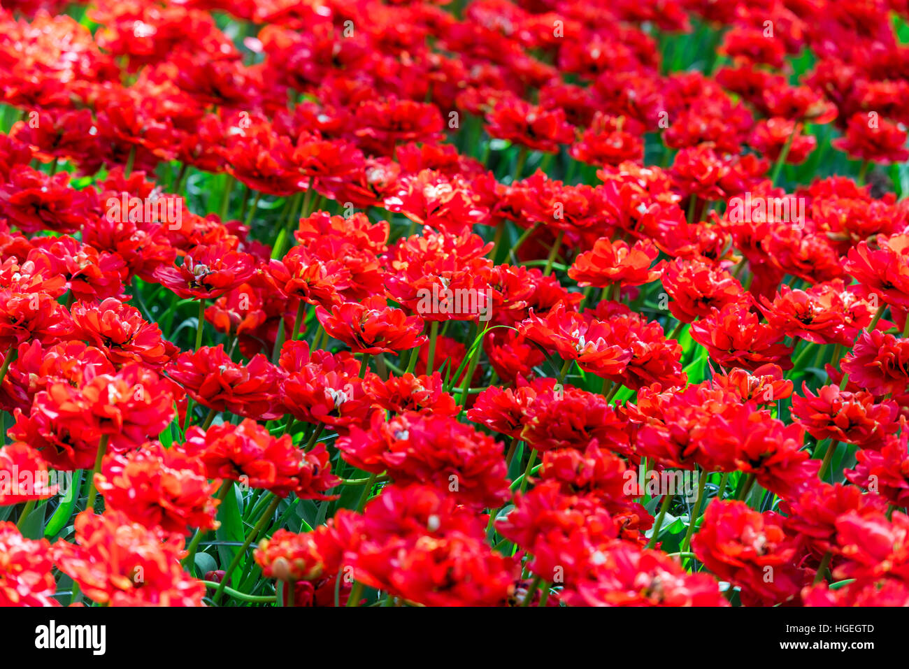 Red carnations hi-res stock photography and images - Alamy