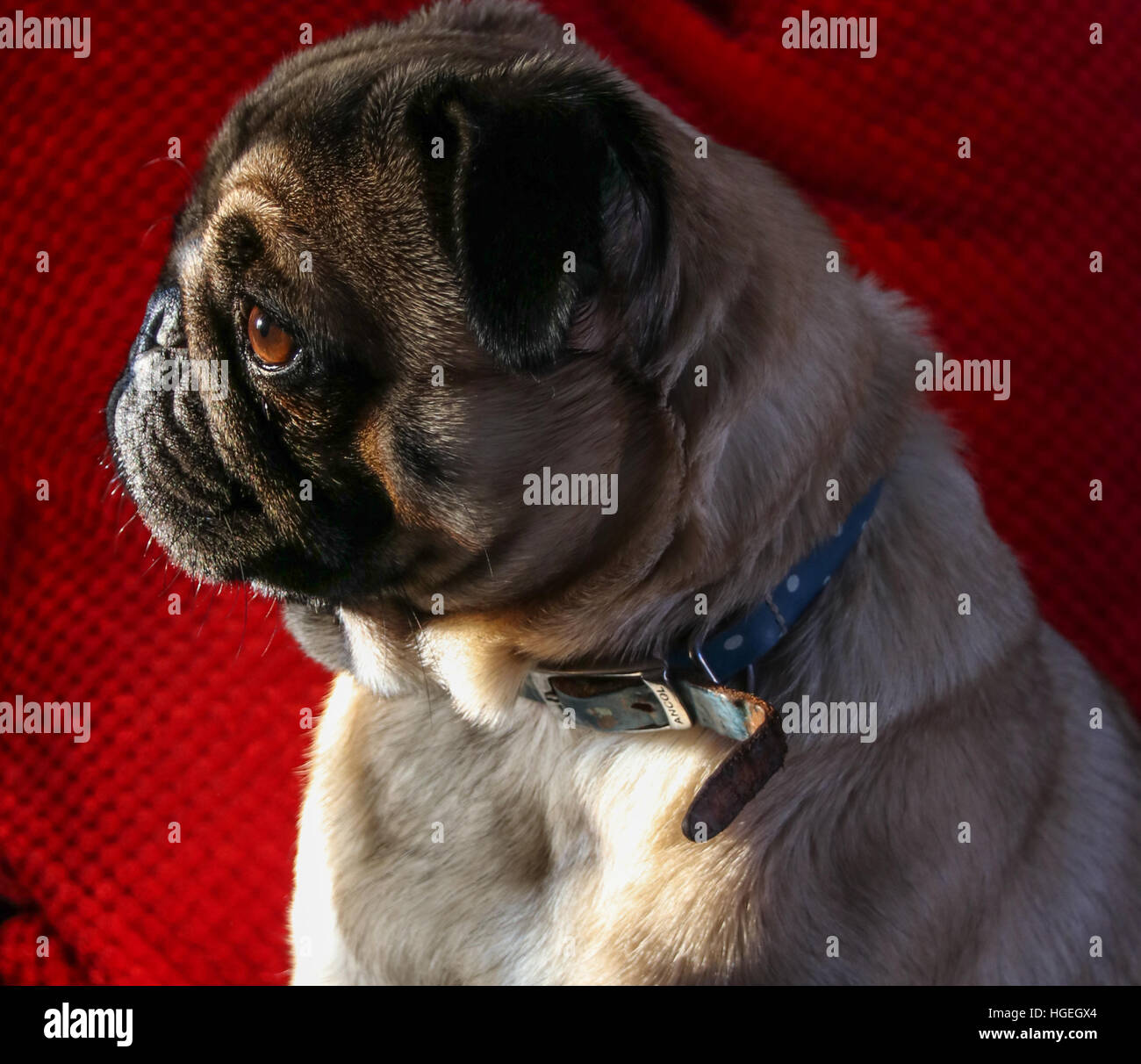 Beautiful Portrait of a Male Pug Dog Indoors Stock Photo - Alamy