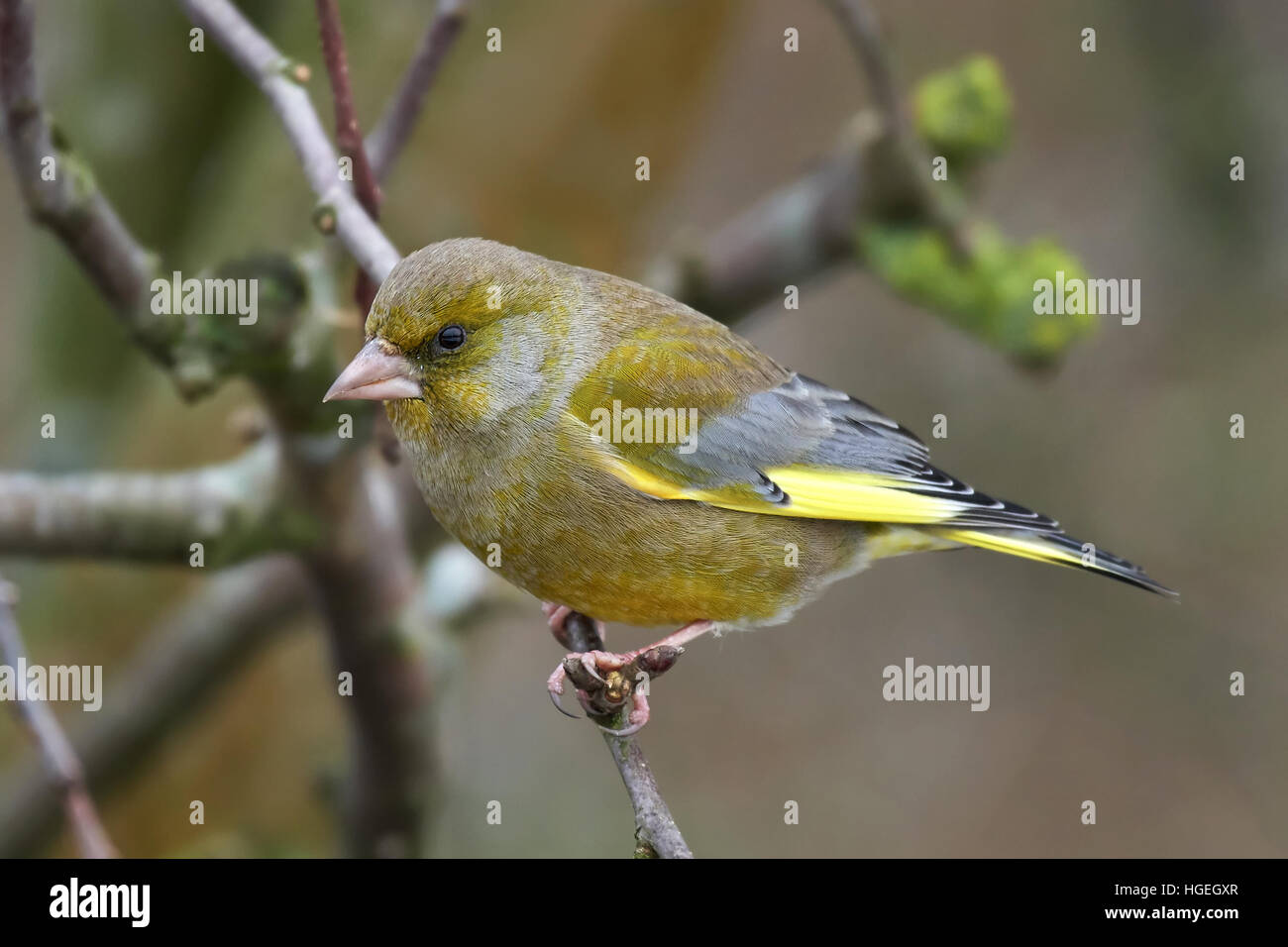 European greenfinch resting on a branch in its habitat Stock Photo - Alamy