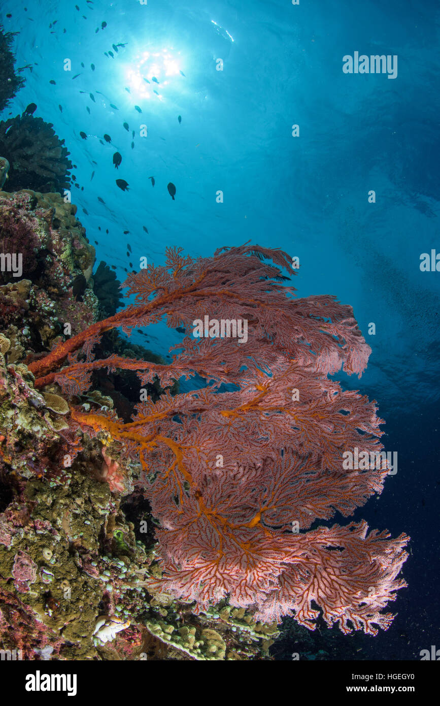 Coral reef in Manado Stock Photo - Alamy