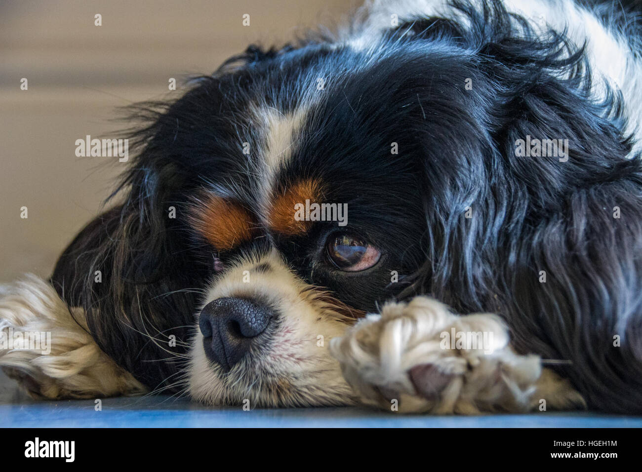Beautiful Portrait of a female Cavalier King Charles Spaniel Stock ...