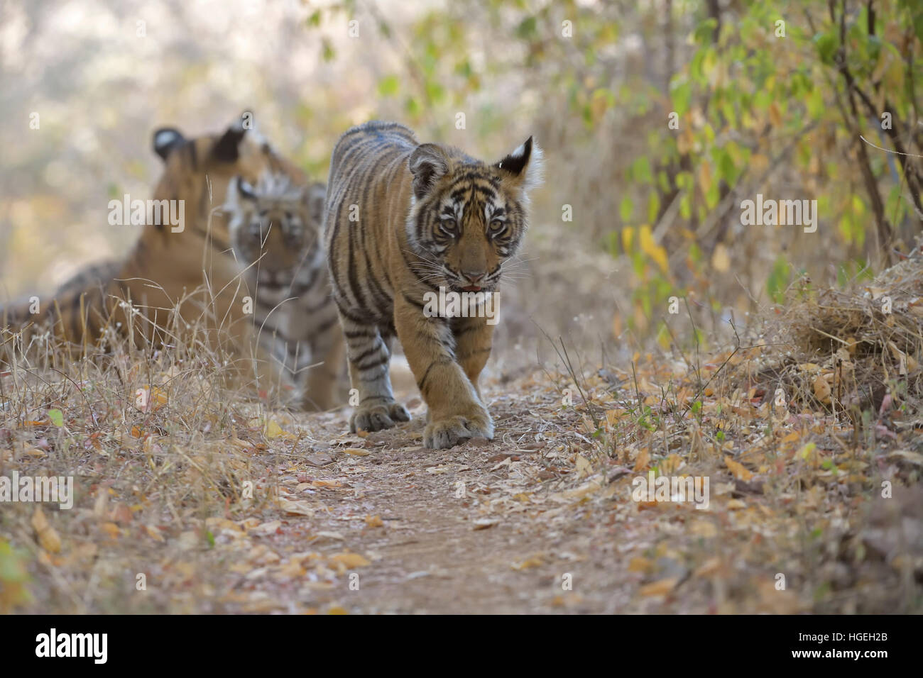 Tiger with cubs walking in forest track hi-res stock photography and ...
