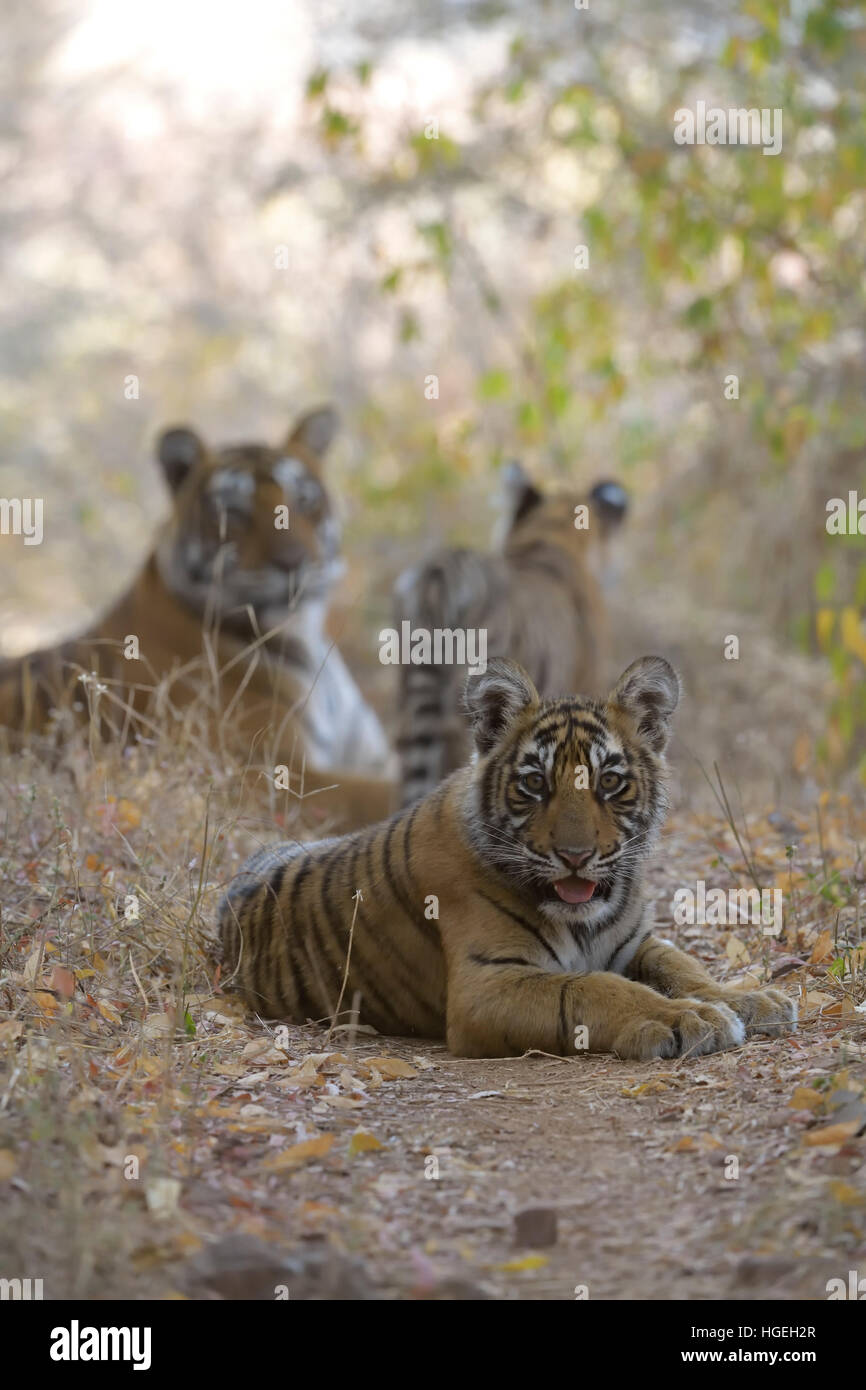 Tiger with cubs walking in forest track hi-res stock photography and ...