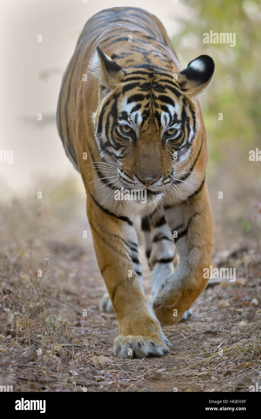 Tiger approach approaching hi-res stock photography and images - Alamy