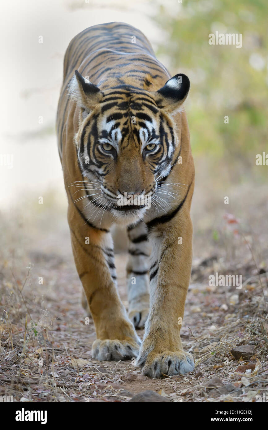 Tiger approach approaching hi-res stock photography and images - Alamy