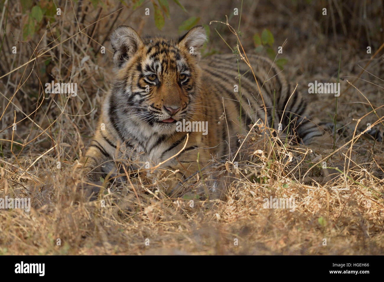 Wild Indian Tiger cub in the dry forests of Ranthambore national park ...