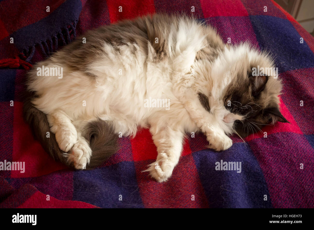 Sleeping cat on rug hi-res stock photography and images - Alamy