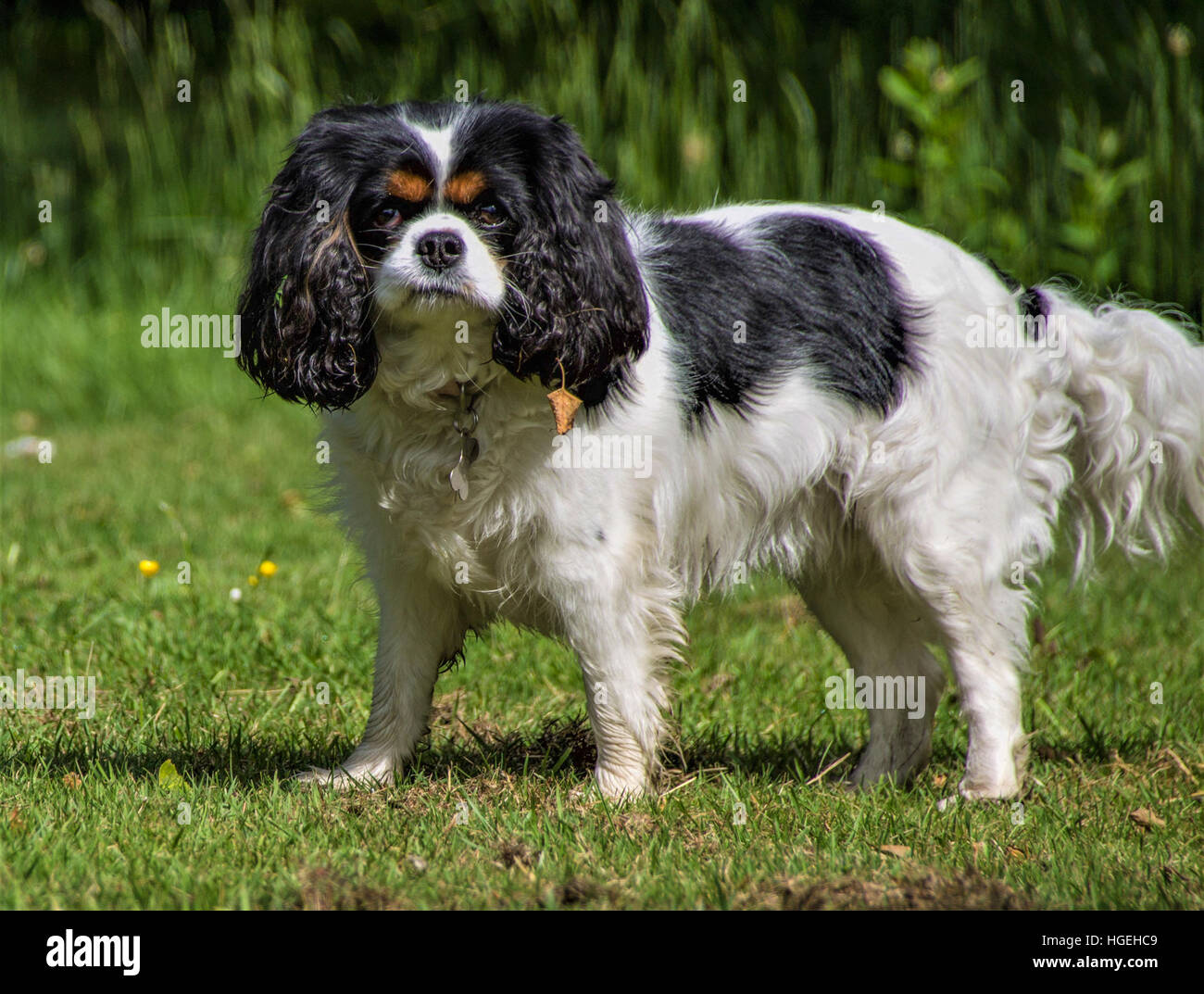 Beautiful female Cavalier King Charles spaniel in the outdoors Stock ...