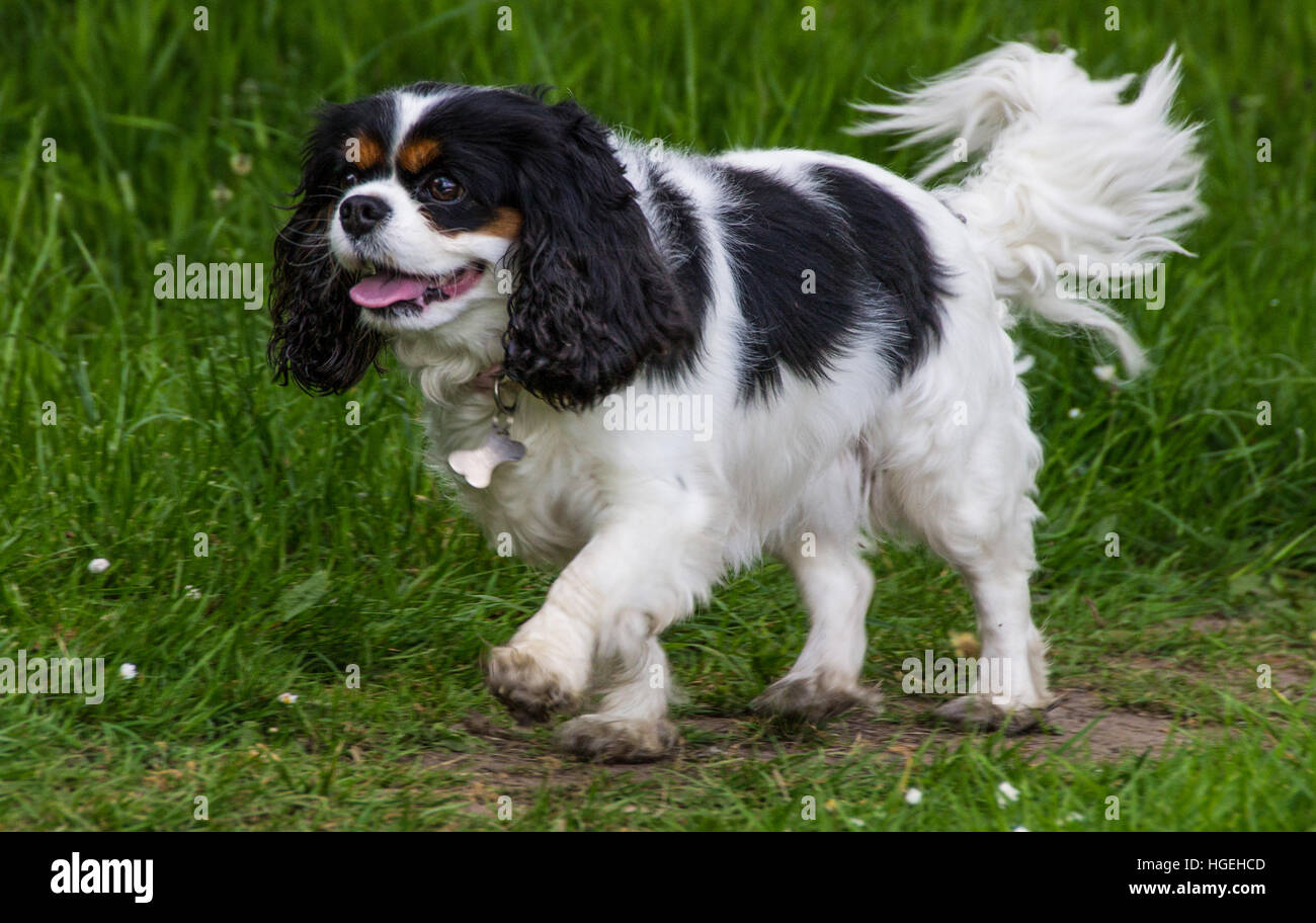 Beautiful female Cavalier King Charles spaniel in the outdoors Stock ...