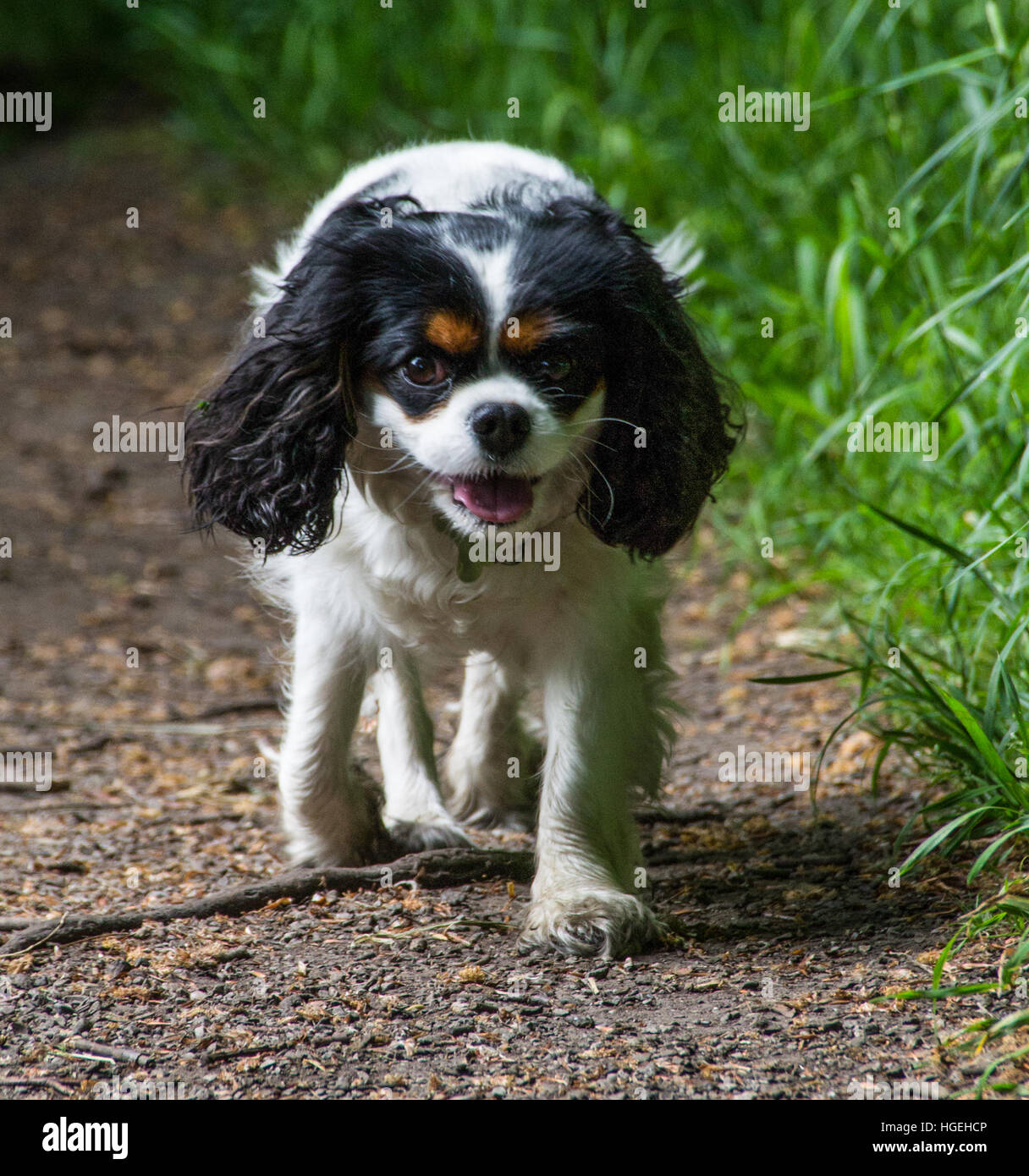 Beautiful female Cavalier King Charles spaniel in the outdoors Stock ...