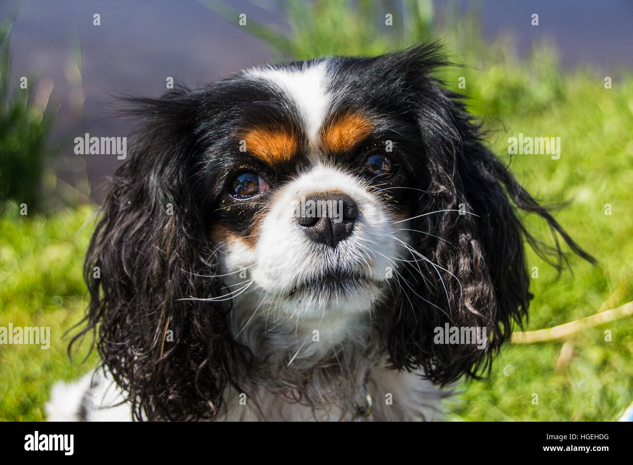 Portrait of beautiful female tri colour Cavalier King Charles Spaniel ...