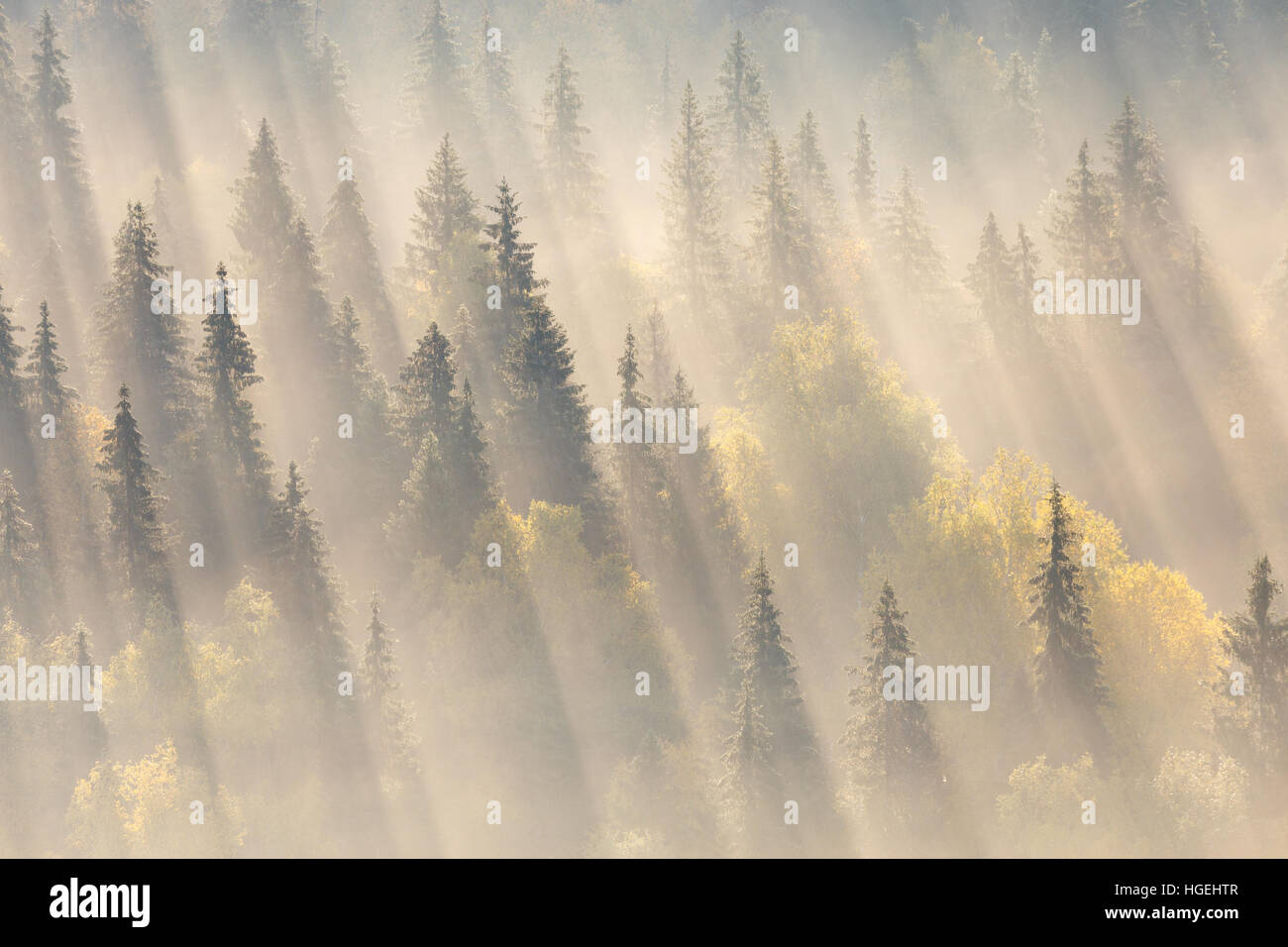 Natur light hi-res stock photography and images - Alamy