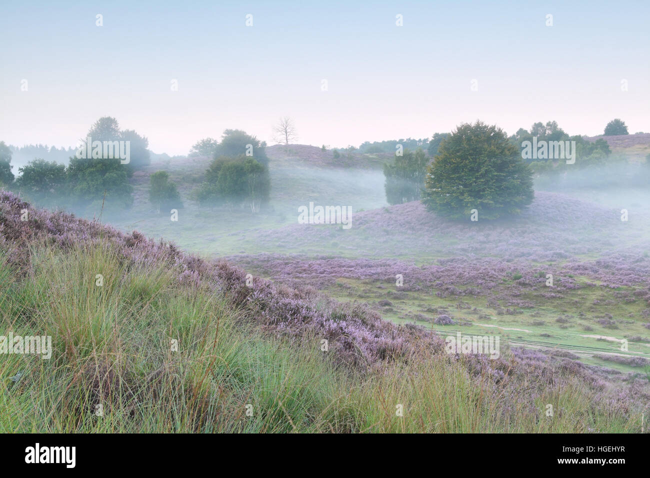 tranquil misty morning in heather hills with oak trees Stock Photo - Alamy