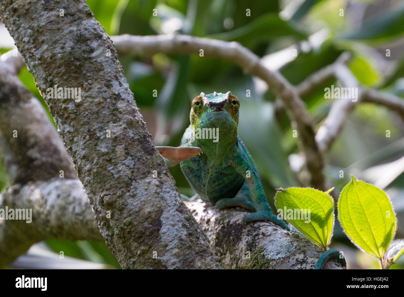 Angry chameleon hi-res stock photography and images - Alamy