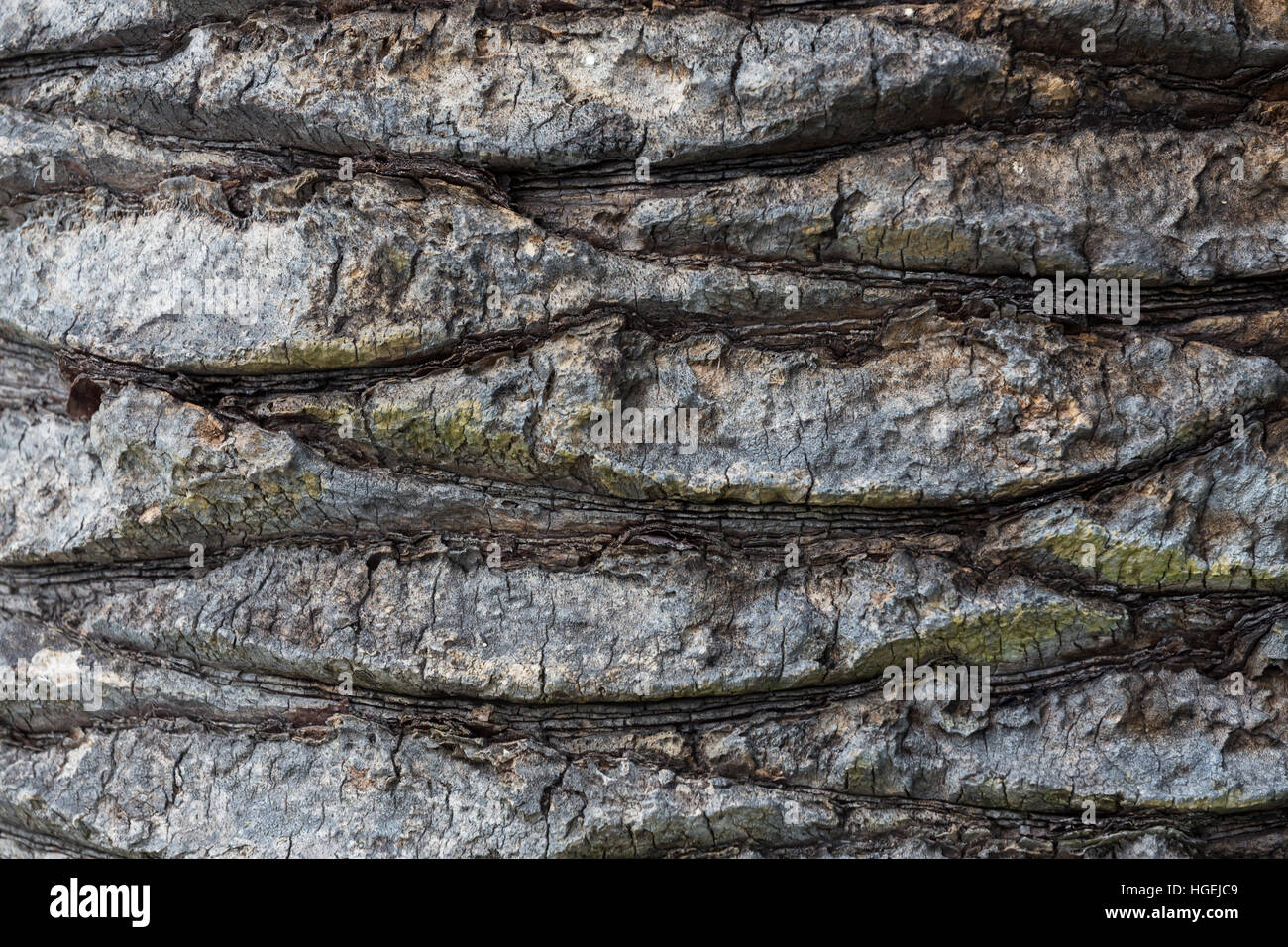Closeup texture of palm tree as a pattern background Stock Photo - Alamy