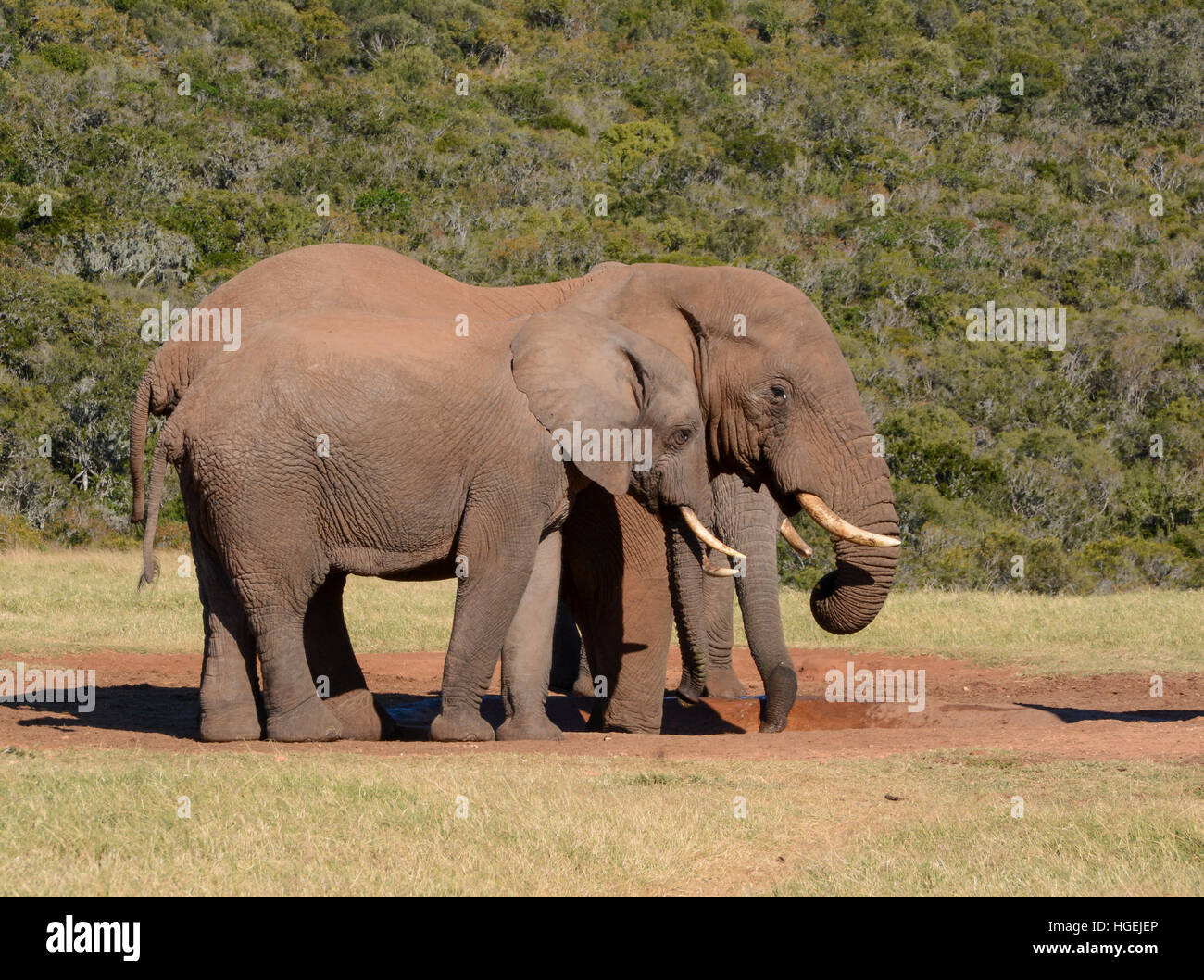 African Elephant in Southern African savanna Stock Photo - Alamy