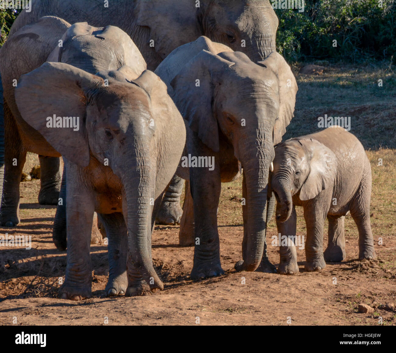 African Elephant in Southern African savanna Stock Photo - Alamy