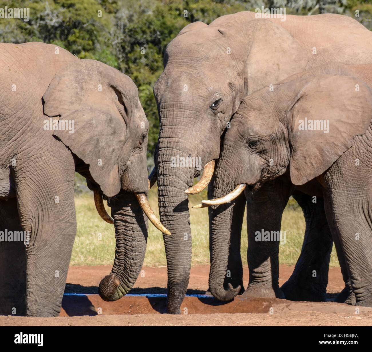 African Elephant in Southern African savanna Stock Photo - Alamy