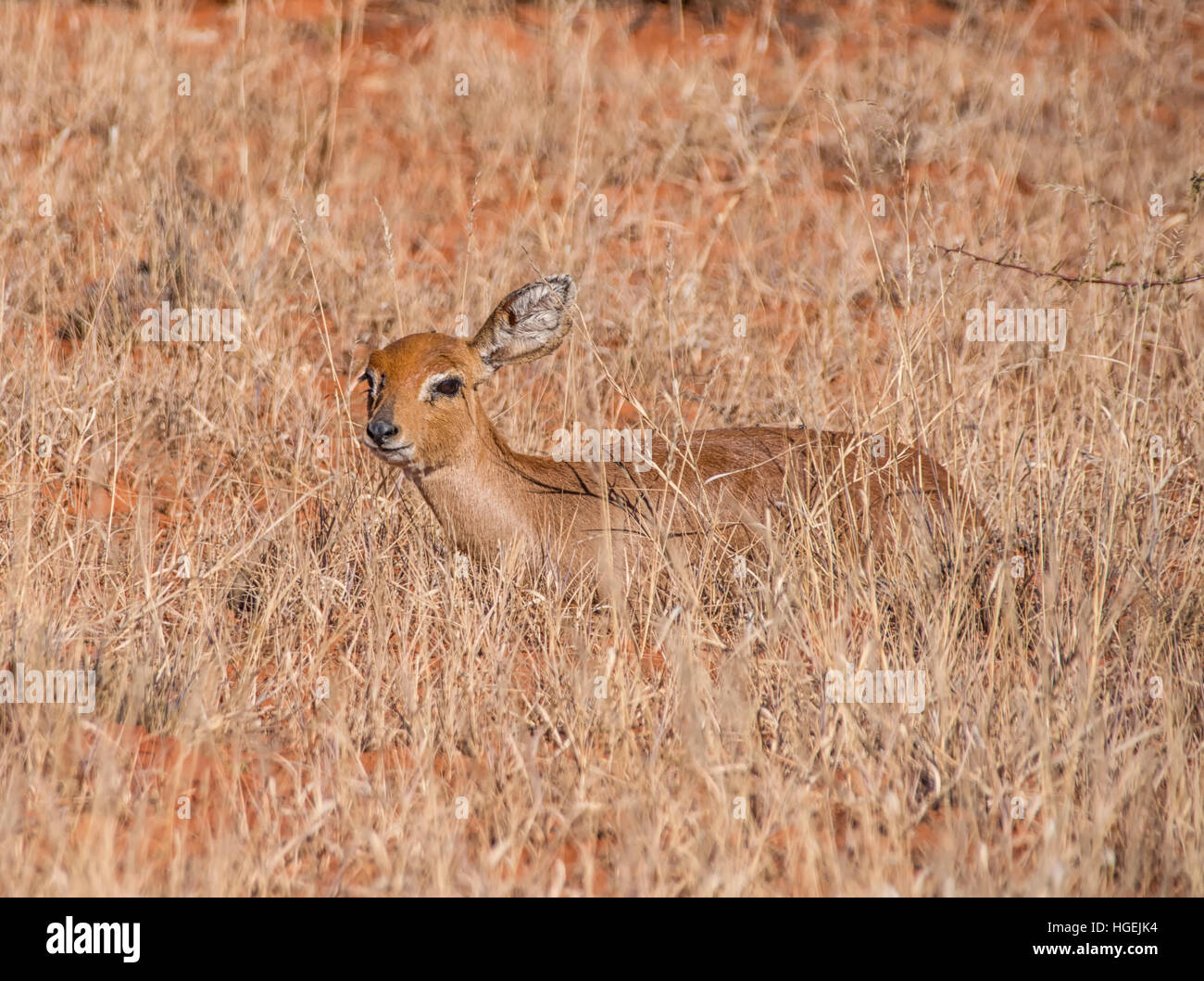 A Steenbok antelope in Southern African savanna Stock Photo - Alamy