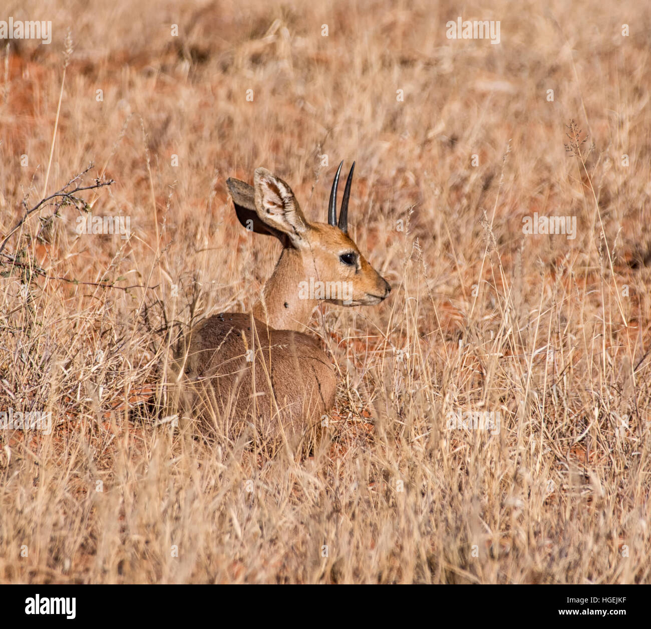A Steenbok antelope in Southern African savanna Stock Photo - Alamy
