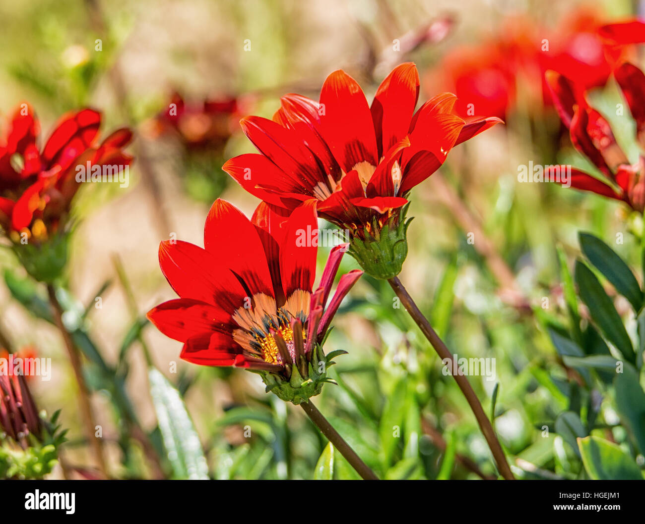 Gazania krebsiana flowers in the Namaqualand, South Africa Stock Photo ...