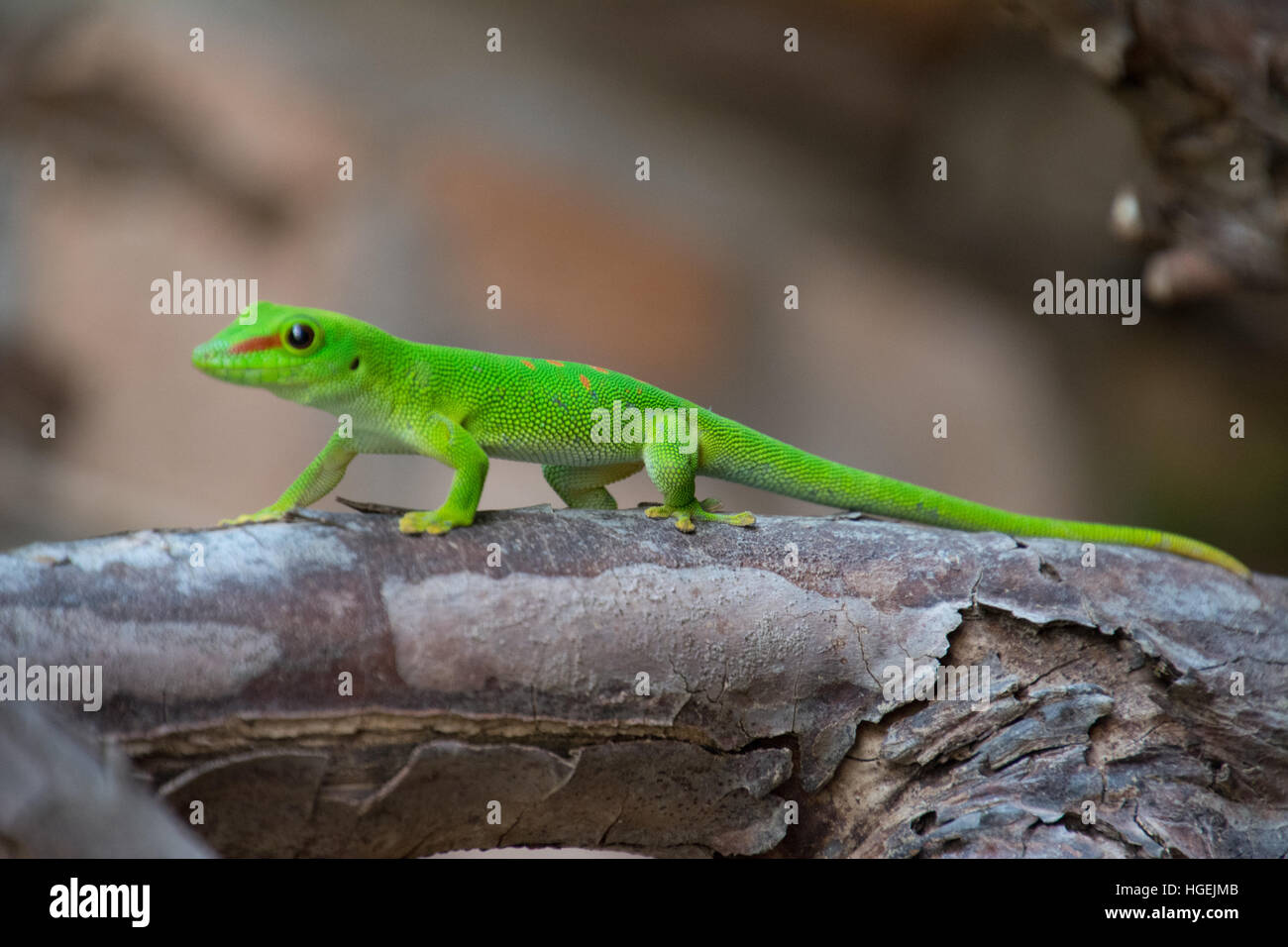 Day Gecko in Madagascar Stock Photo - Alamy