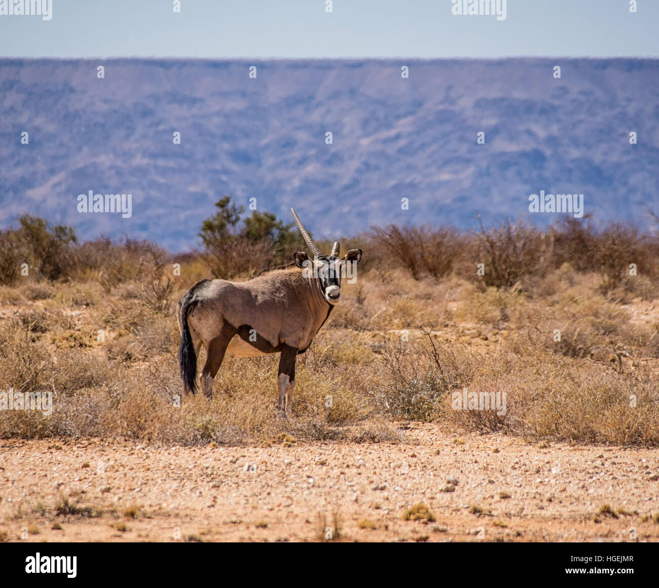 A Gemsbok antelope standing in savanna in Southern Africa Stock Photo ...
