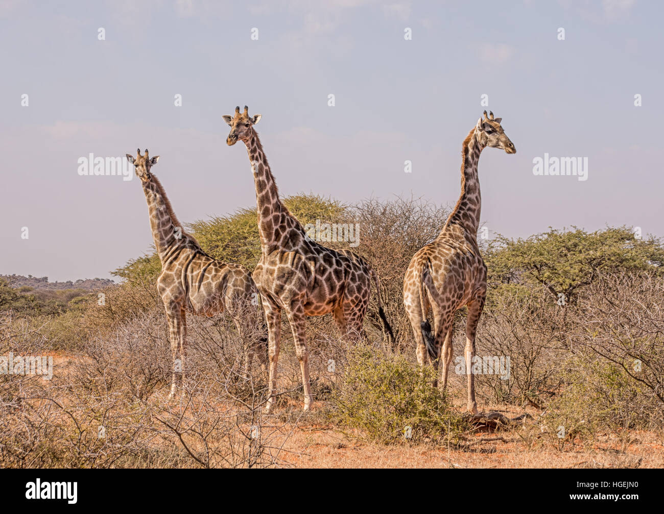 Group Of Three Animals In The Savanna High Resolution Stock Photography ...