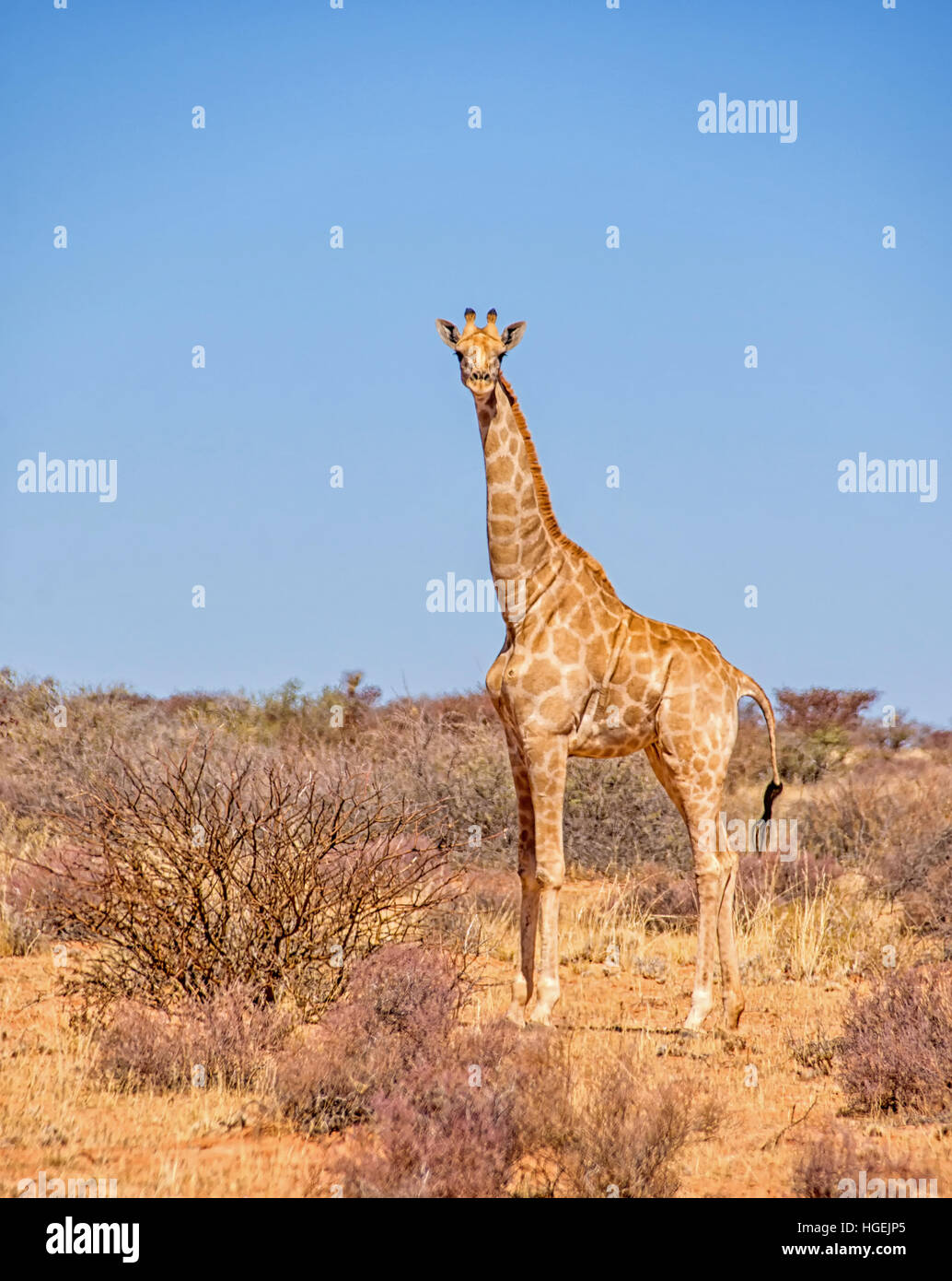 A Giraffe standing in savanna in Southern Africa Stock Photo - Alamy