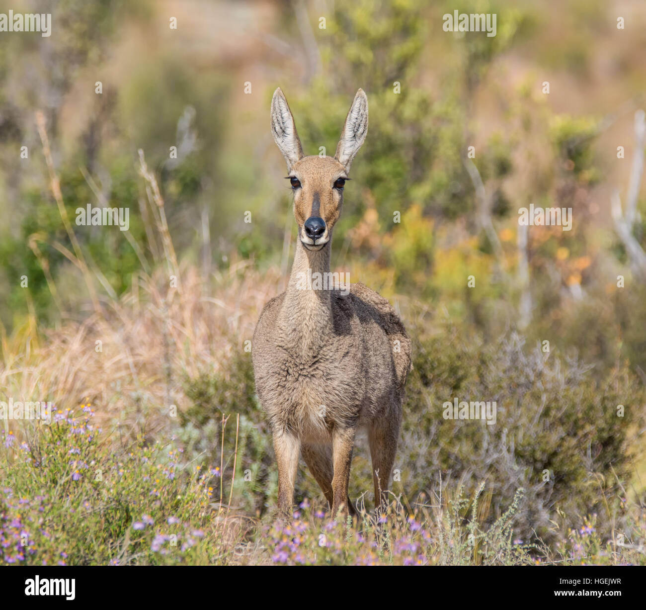 A closeup of a female Grey Rhebok in Southern Africa Stock Photo - Alamy