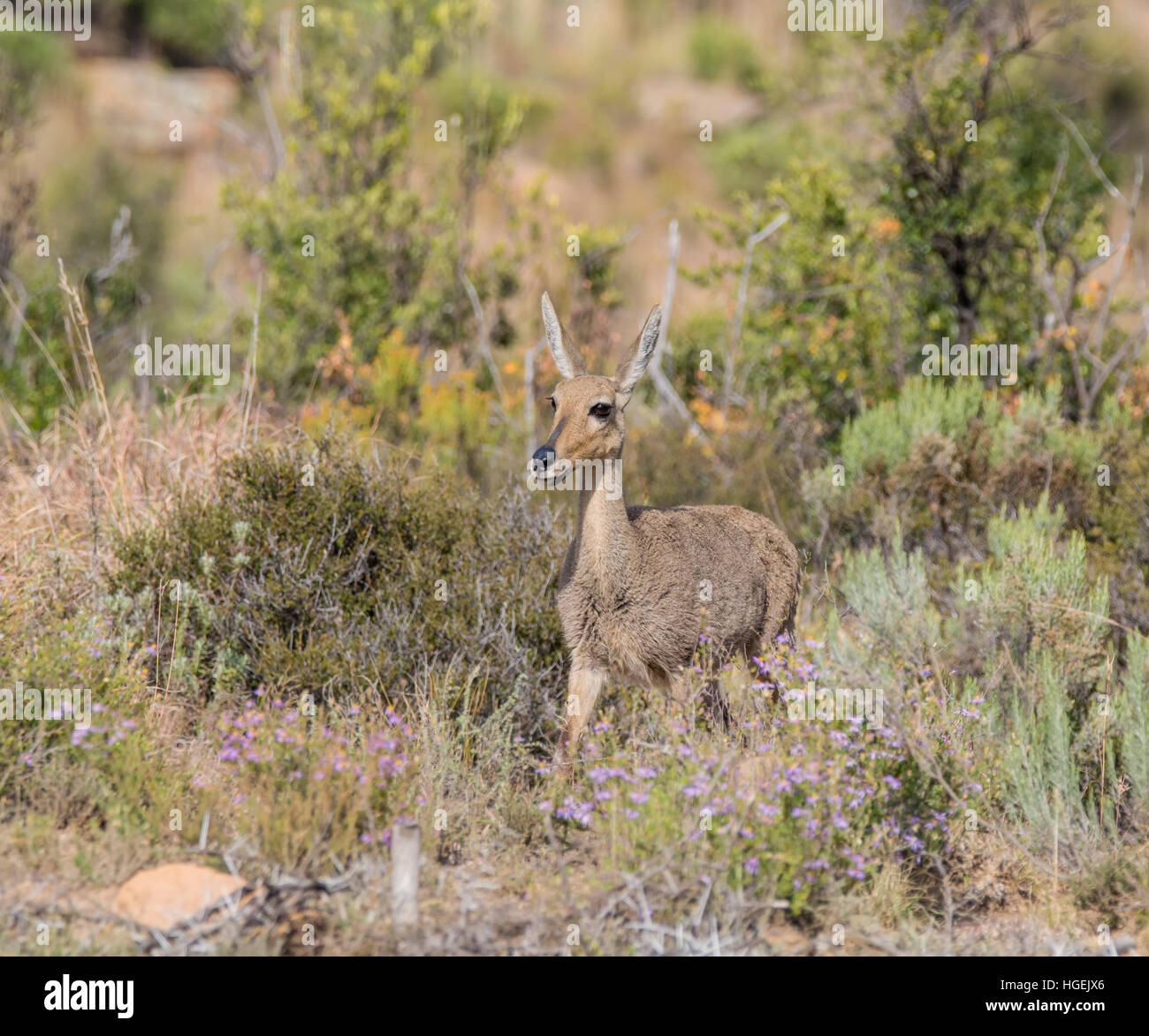 Grey rhebok hi-res stock photography and images - Alamy
