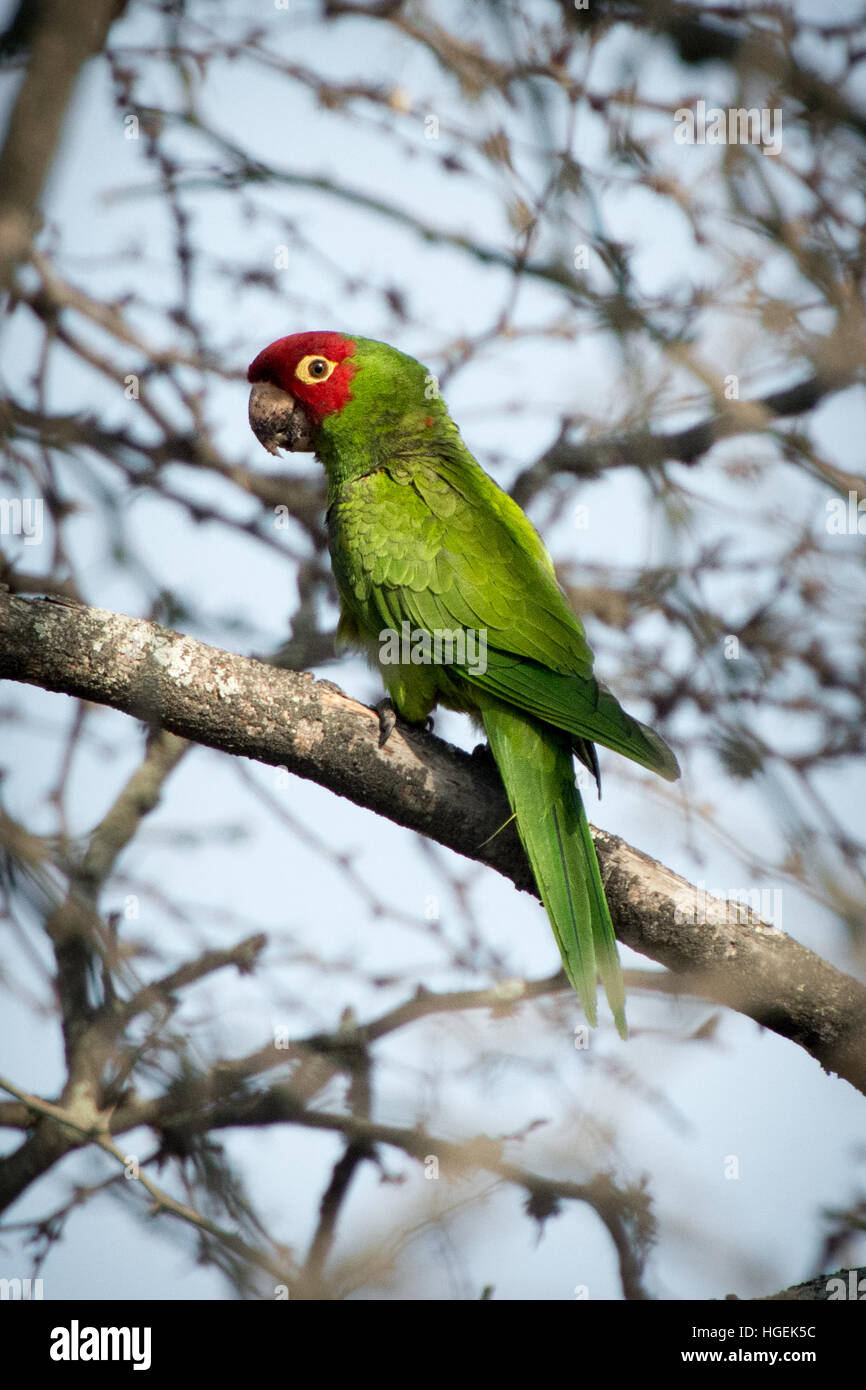 Red masked hi-res stock photography and images - Alamy