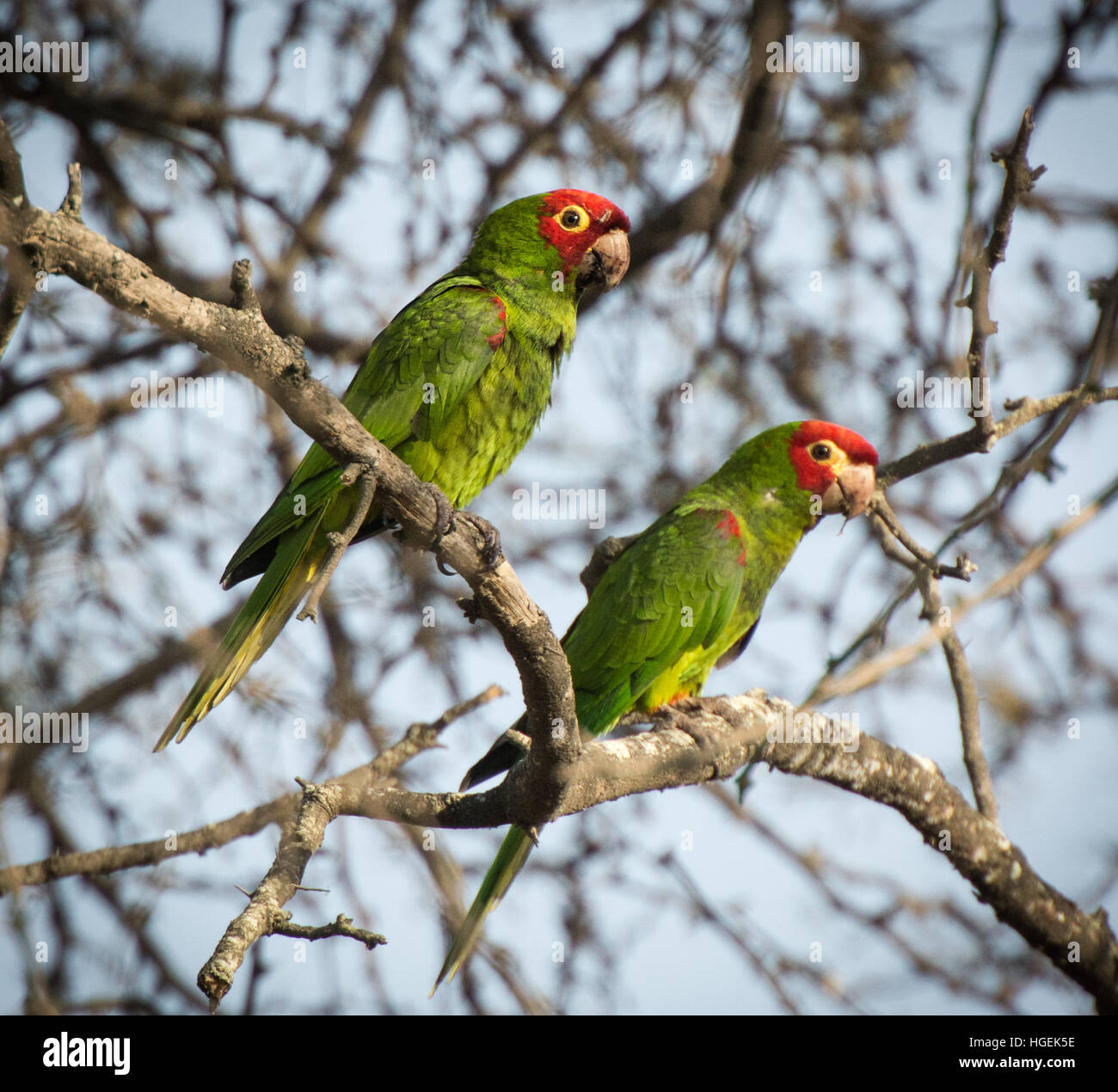 Two Red-Masked Parakeets (Psittacara erythrogenys) perched on branch of ...