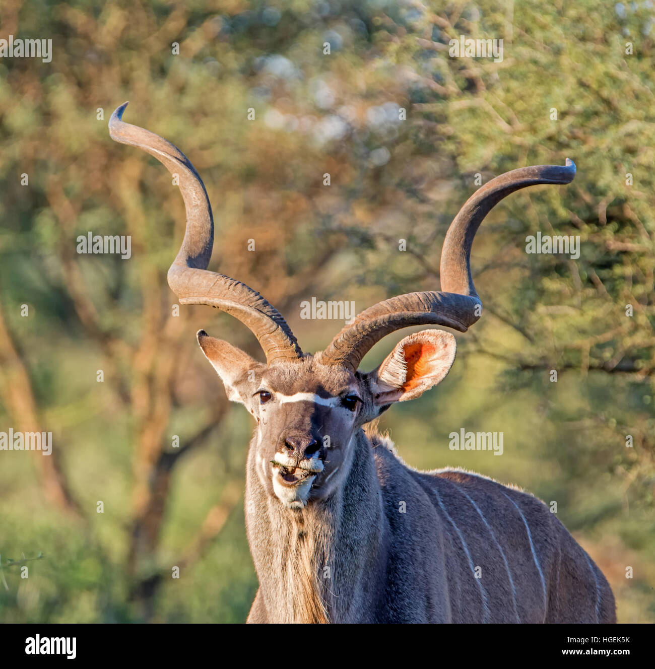 Closeup facial shot of a Kudu Bull chewing grass in the Southern ...