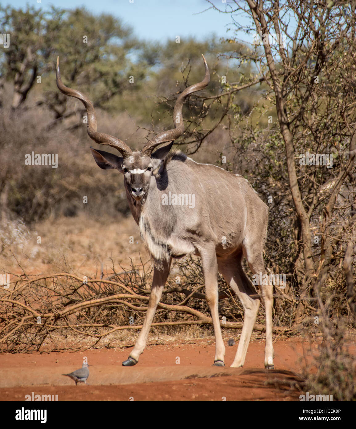 Kudu bull in Southern African savanna Stock Photo - Alamy