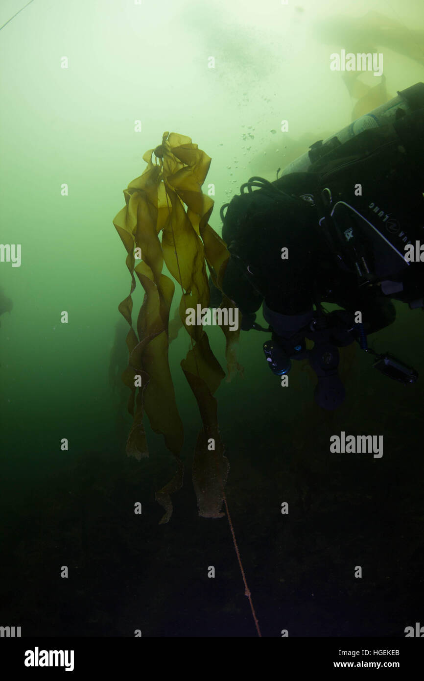 Diver and Kelp Stock Photo - Alamy