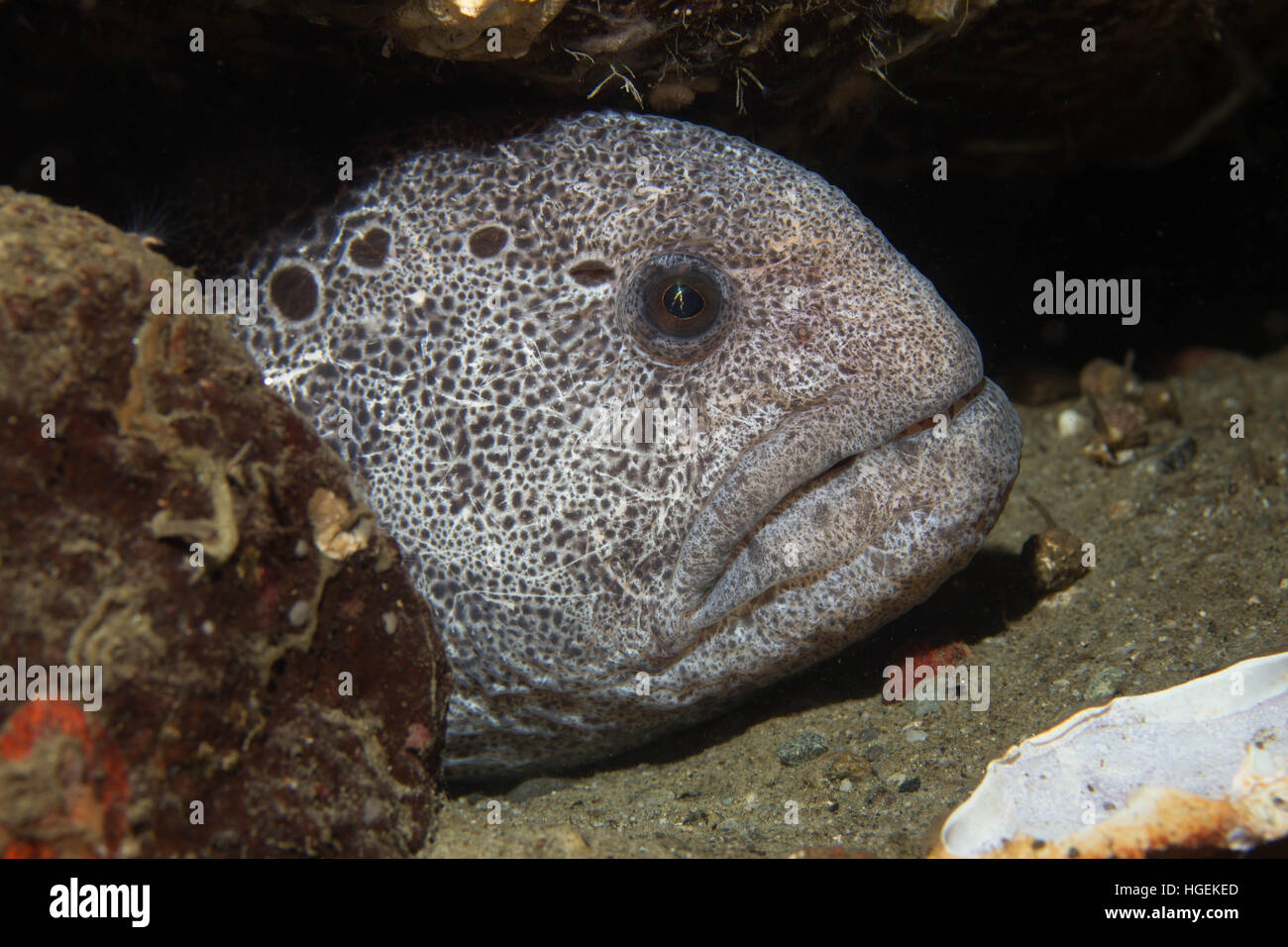 Wolf eel hi-res stock photography and images - Alamy