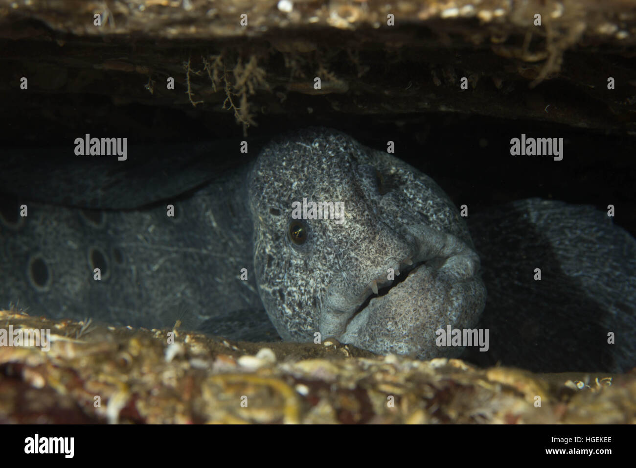 Wolf eel hi-res stock photography and images - Alamy